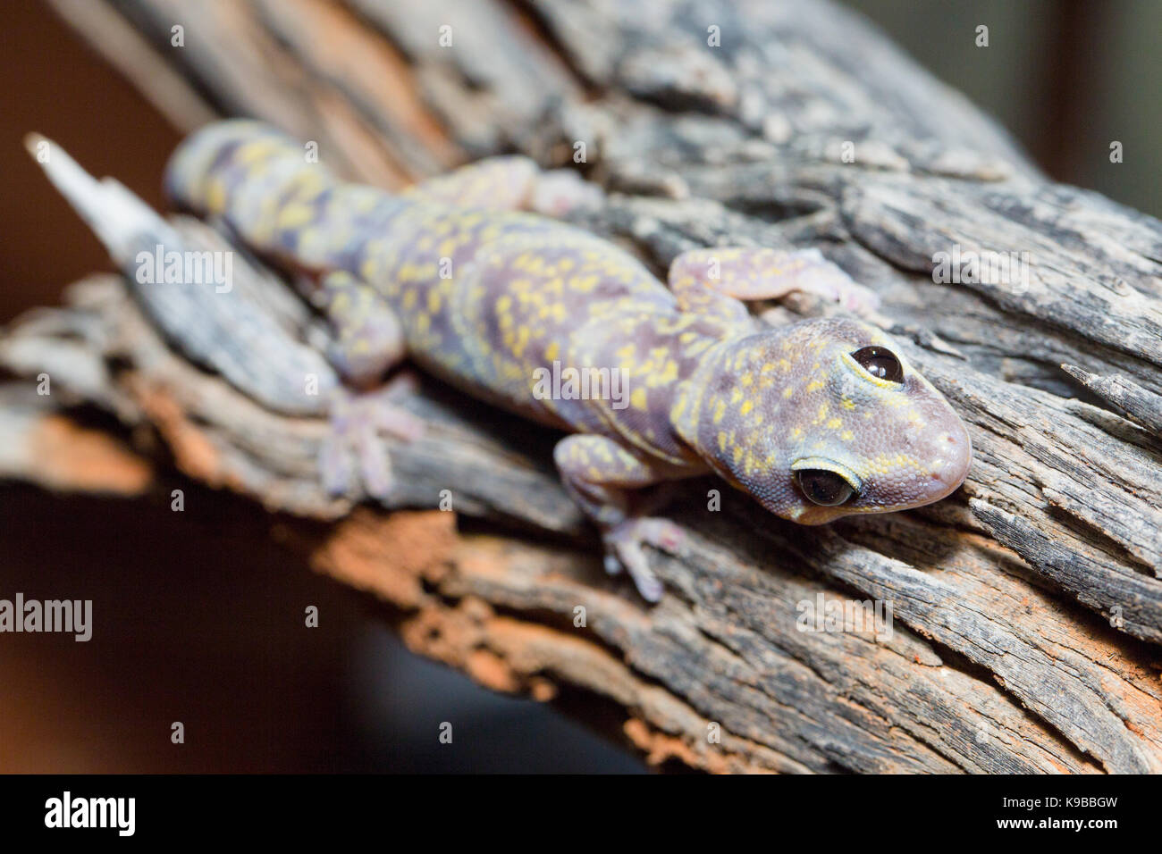 Marbled velvet gecko hi-res stock photography and images - Alamy