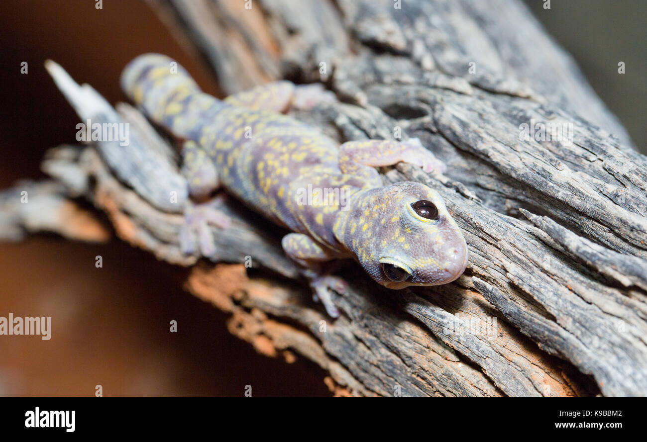 Marbled Velvet Gecko (Oedura marmorata), Queensland, Australia Stock ...