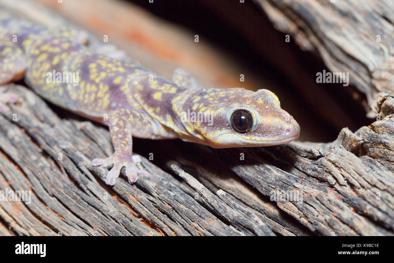 Marbled Velvet Gecko (Oedura marmorata), Queensland, Australia Stock ...