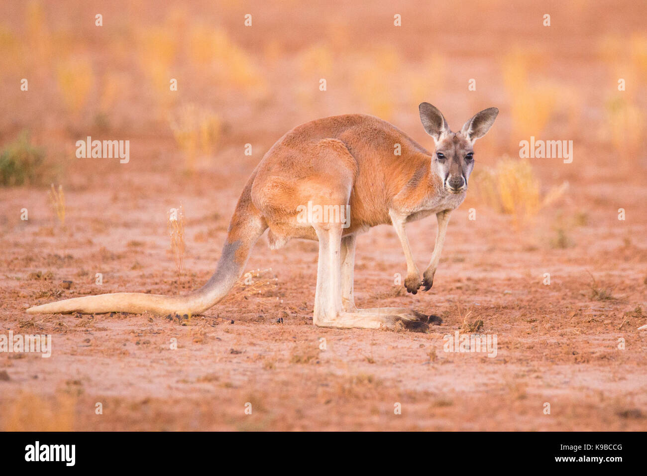 Red Kangaroo (Macropus rufus) in outback Queensland, Australia Stock ...