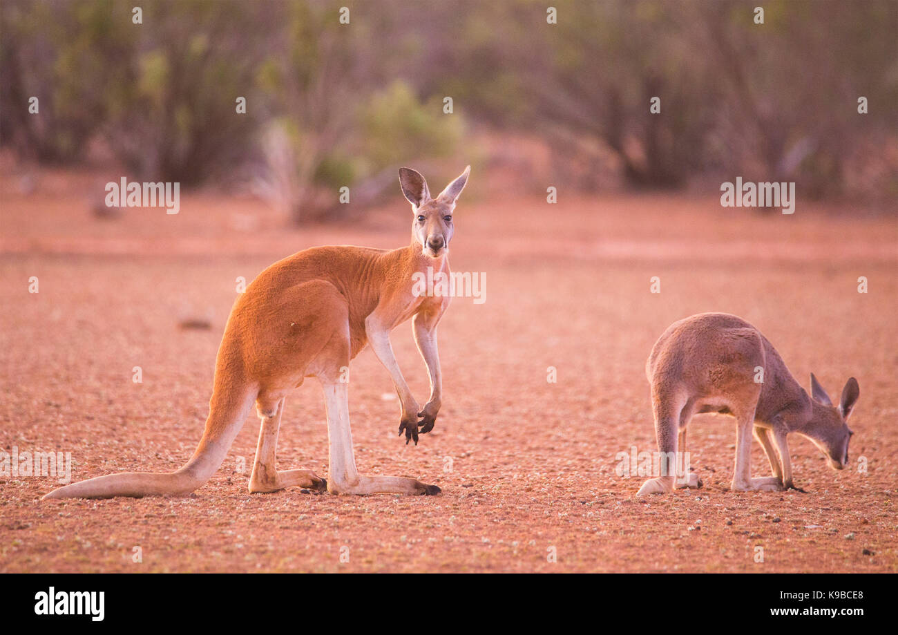 Macropus rufus australian wildlife marsupial macropod outback hi-res ...
