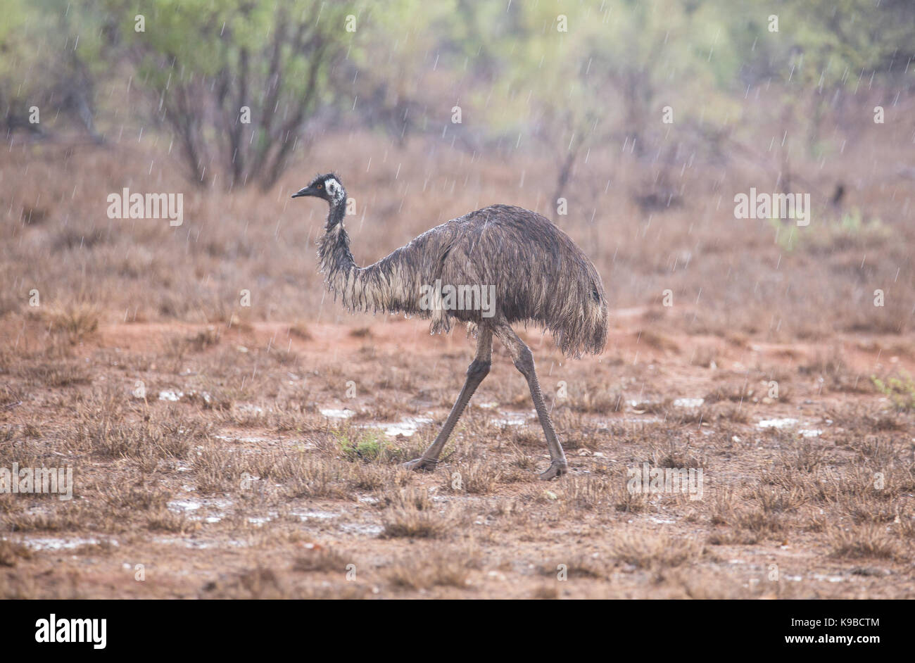 Emu australia hi-res stock photography and images - Alamy
