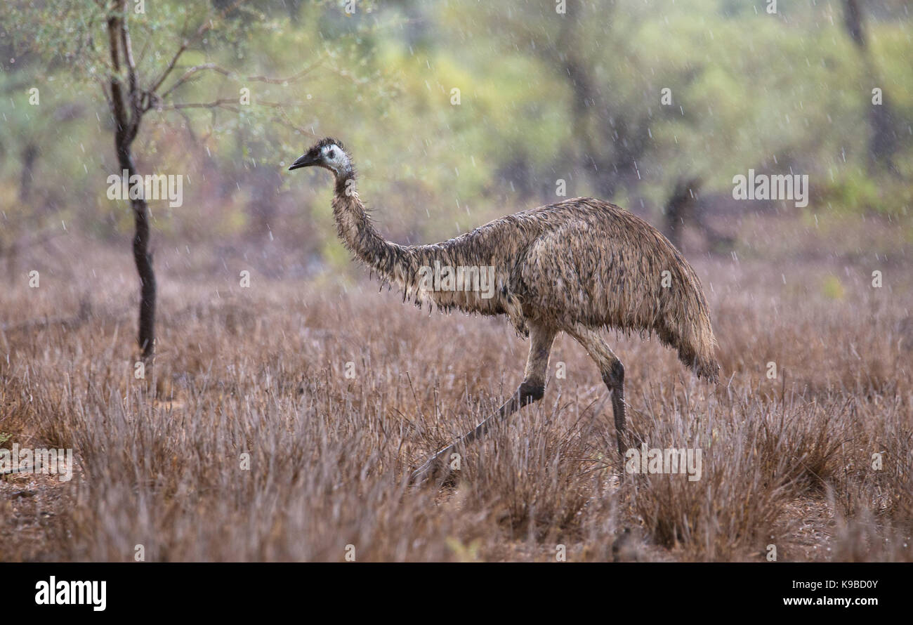 Emu (Dromaius novaehollandiae), outback Queensland, Australia Stock ...