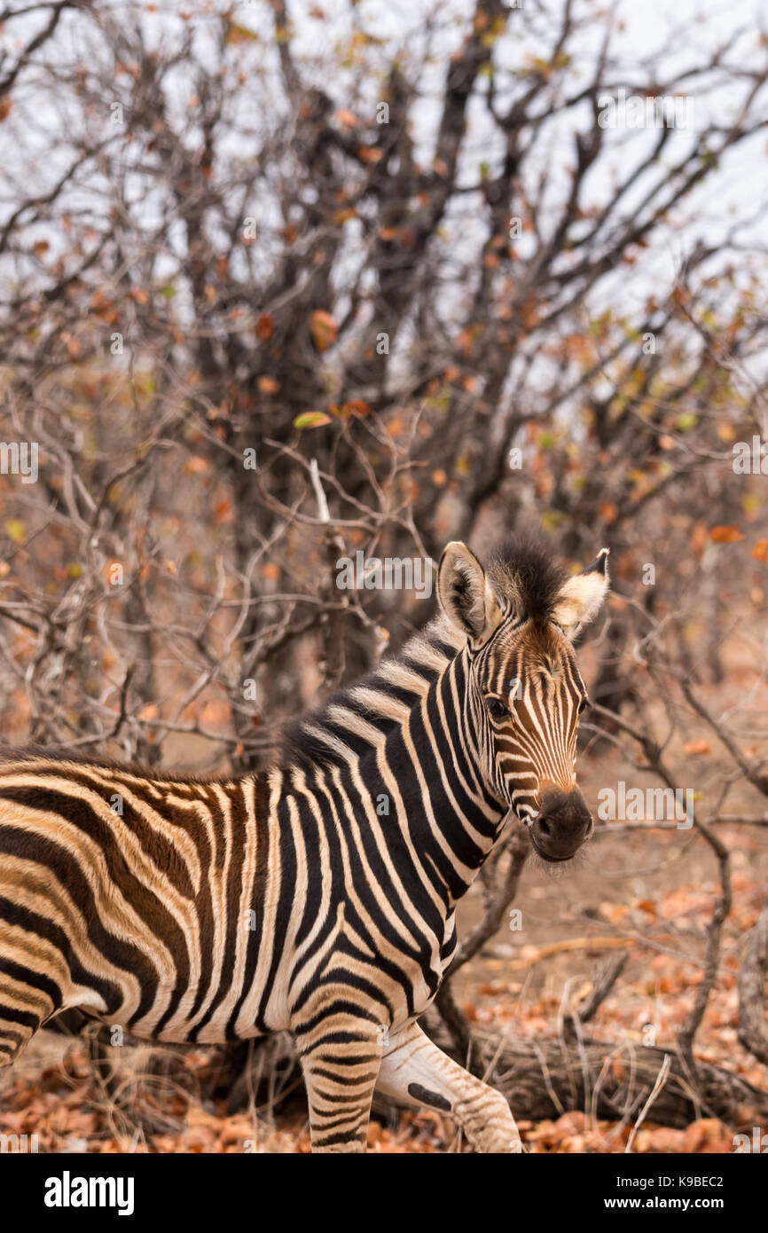 Close-Up of Baby Zebra in Savannah, South Africa, Mapungubwe Park ...