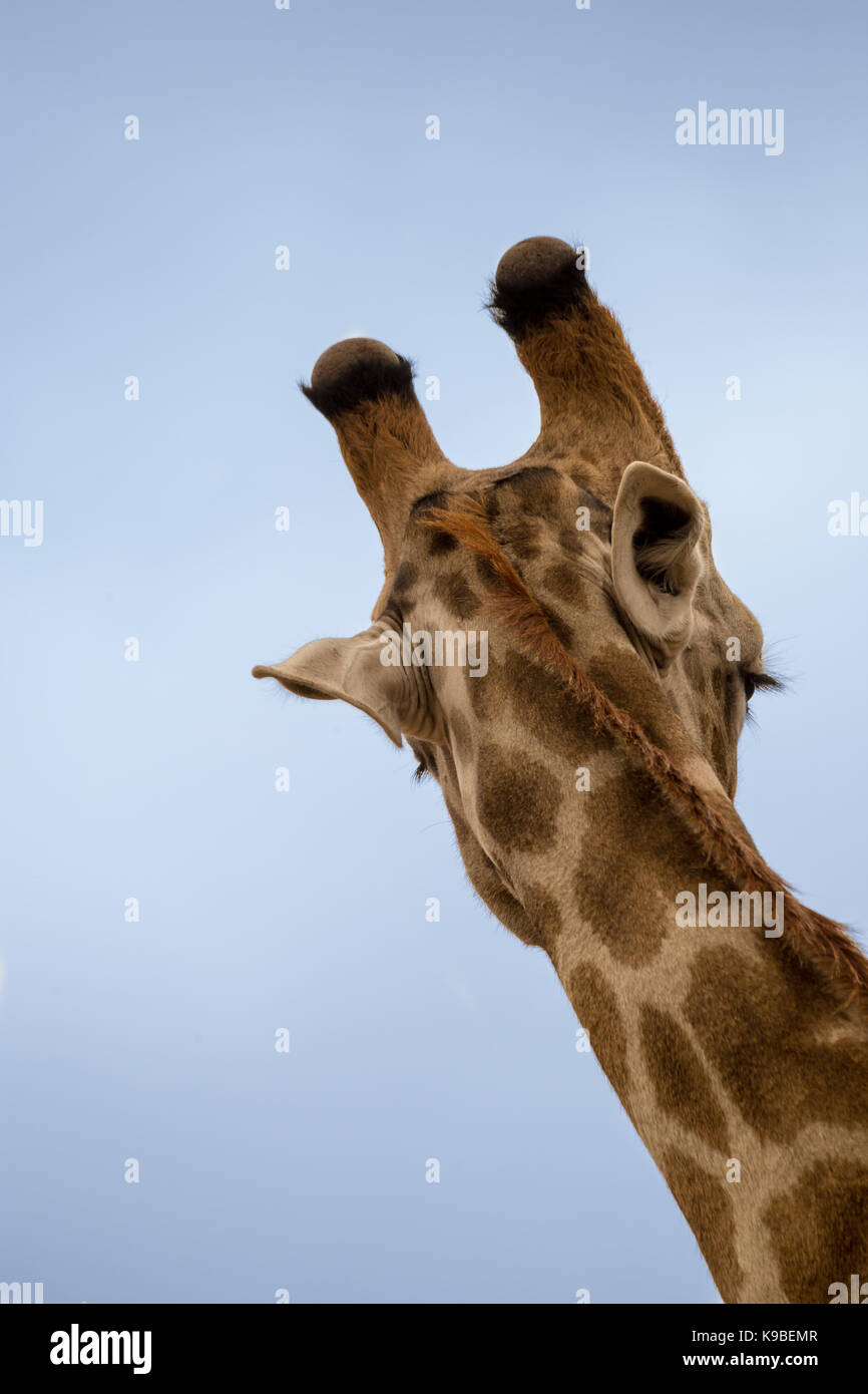 Back View Of Giraffe Head High Resolution Stock Photography and Images ...