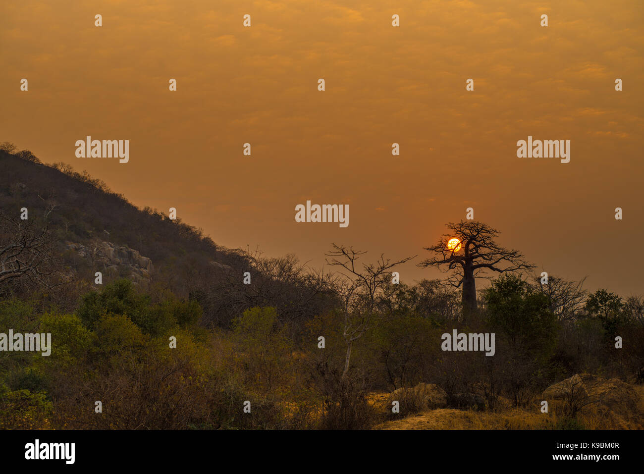 Imbundeiro hi-res stock photography and images - Alamy