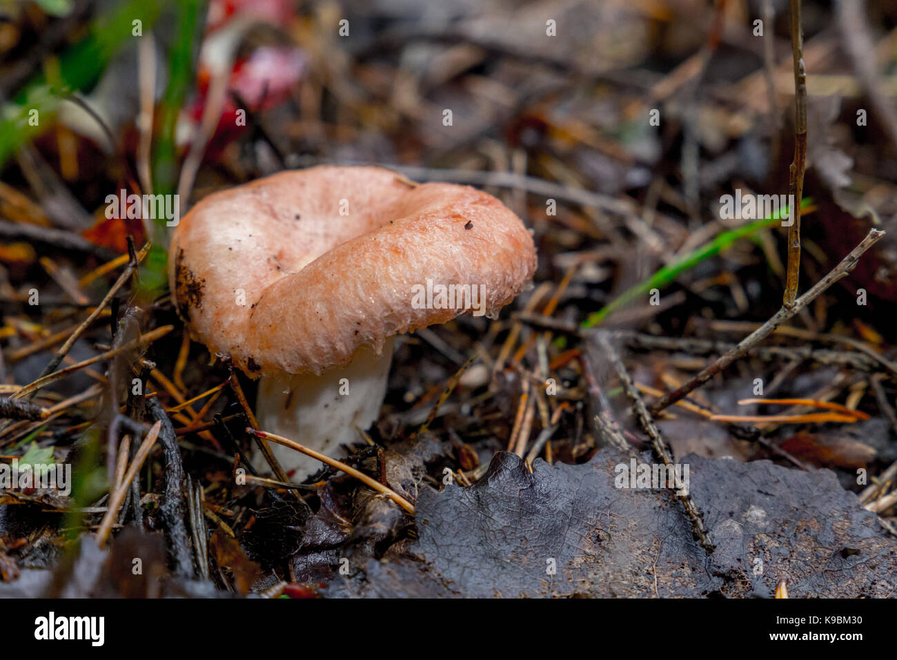 Lactarius torminosus in close-up Stock Photo - Alamy