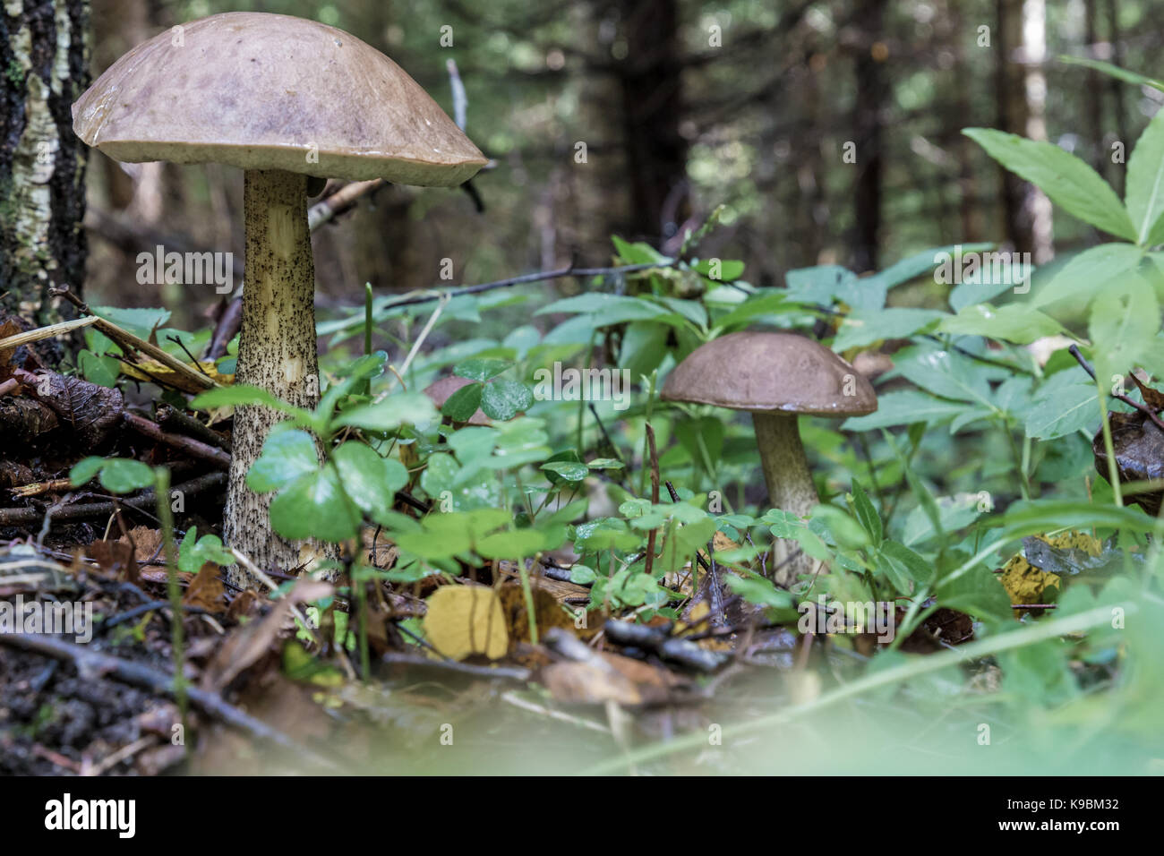Leccinum scabrum hi-res stock photography and images - Alamy