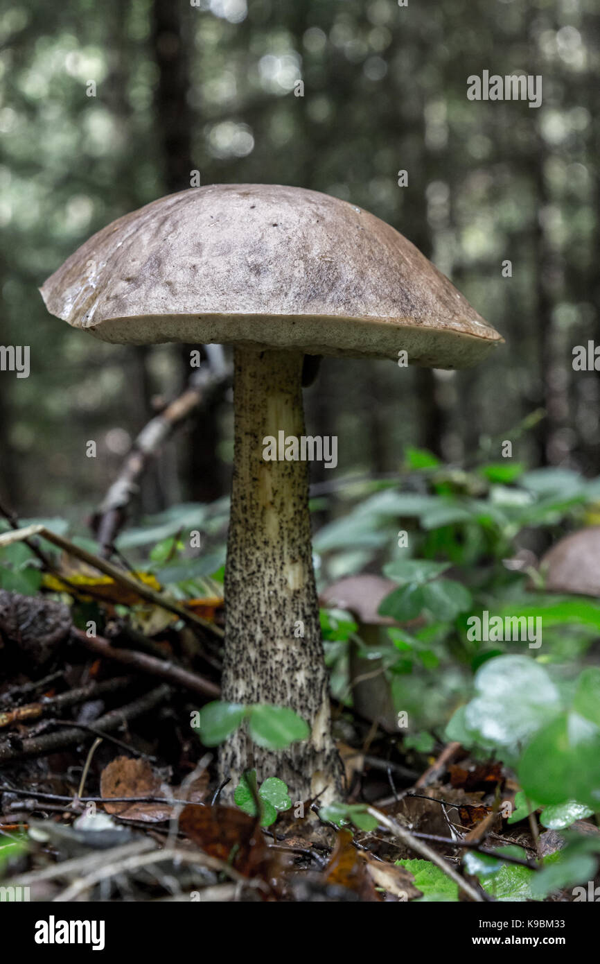 Leccinum scabrum in close-up Stock Photo - Alamy