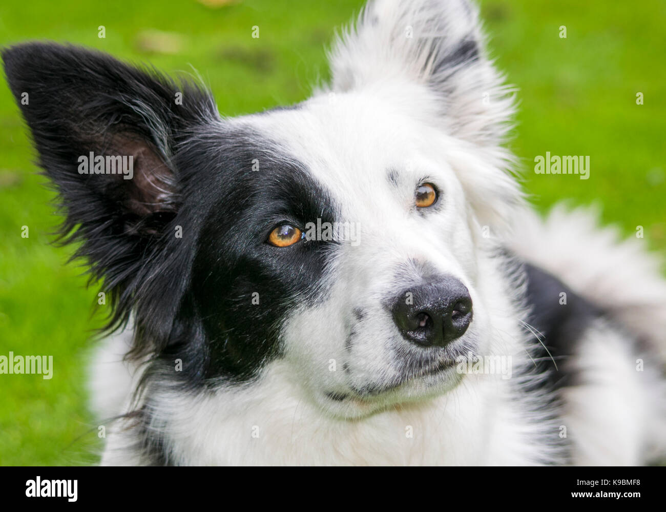 Border collie sheep hi-res stock photography and images - Alamy
