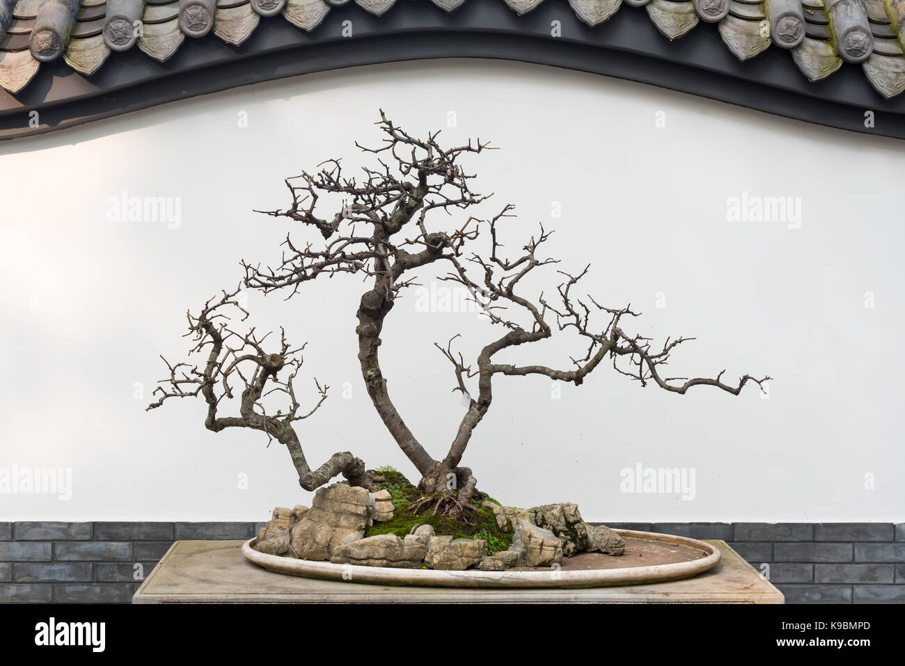 Bare bonsai tree in front of a chinese white wall in BaiHuaTan park ...