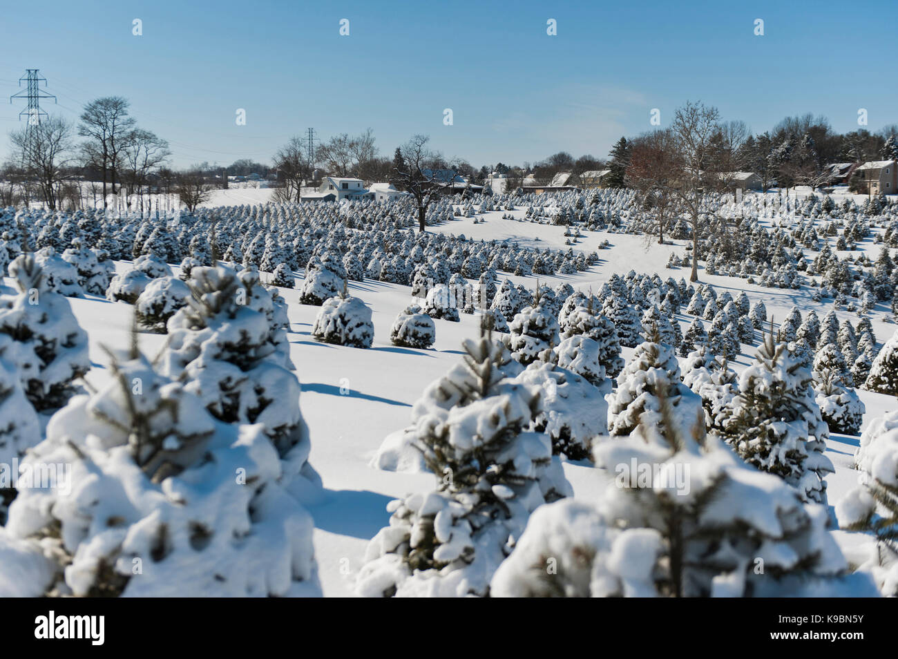 SNOW COVERED CHRISTMAS TREES, LANCASTER PENNSYLVANIA Stock Photo - Alamy