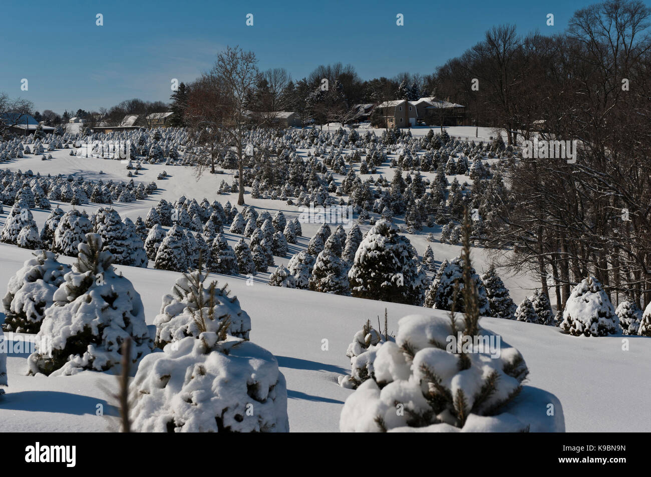 SNOW COVERED CHRISTMAS TREES, LANCASTER PENNSYLVANIA Stock Photo - Alamy