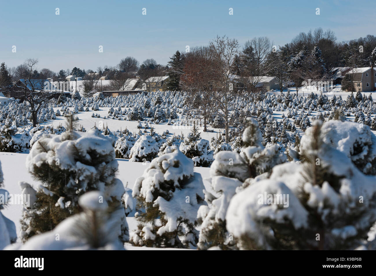 SNOW COVERED CHRISTMAS TREES, LANCASTER PENNSYLVANIA Stock Photo - Alamy
