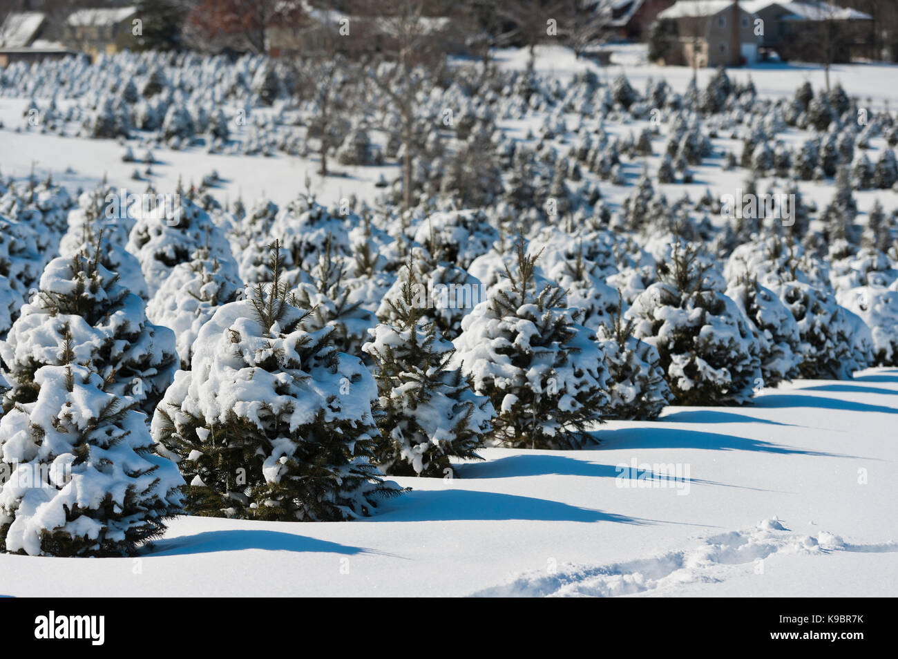 Pennsylvania pine tree hi-res stock photography and images - Alamy