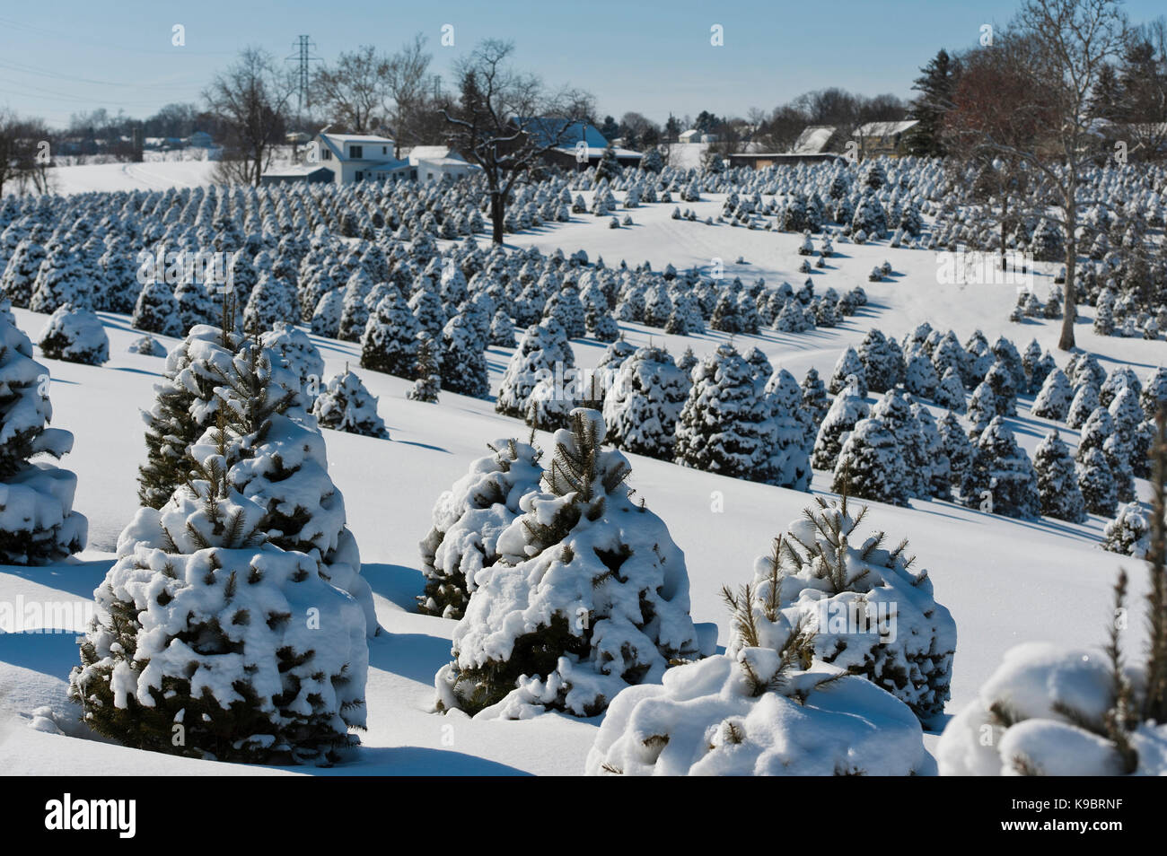 SNOW COVERED CHRISTMAS TREES, LANCASTER PENNSYLVANIA Stock Photo - Alamy