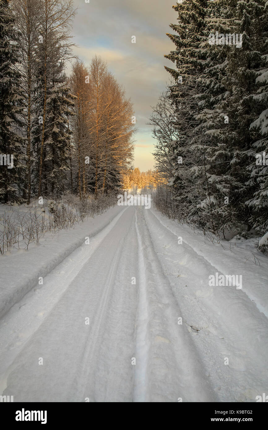 Finland winter trees hi-res stock photography and images - Alamy