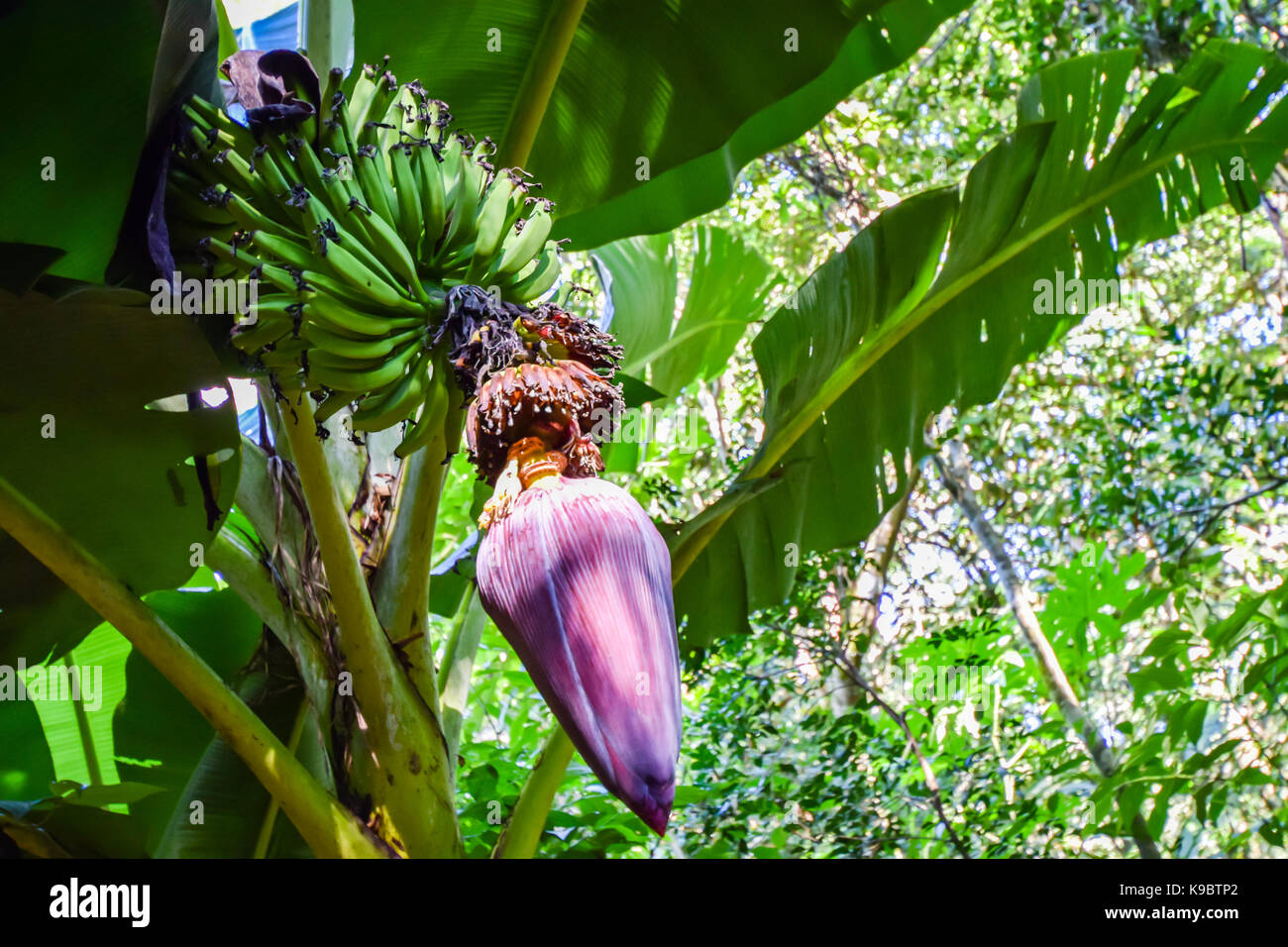 Undomesticated Banana