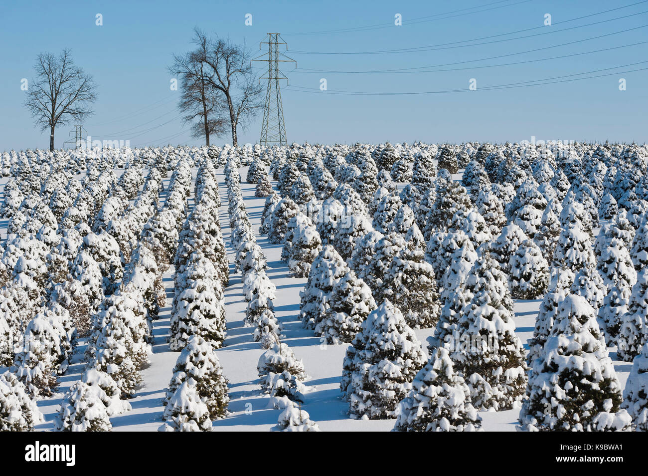 SNOW COVERED CHRISTMAS TREES, LANCASTER PENNSYLVANIA Stock Photo - Alamy