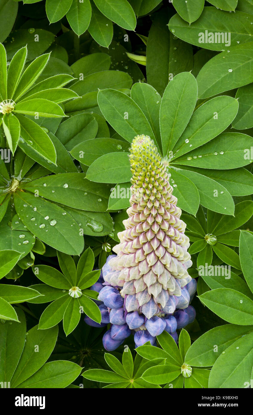 Blue lupin hi-res stock photography and images - Alamy