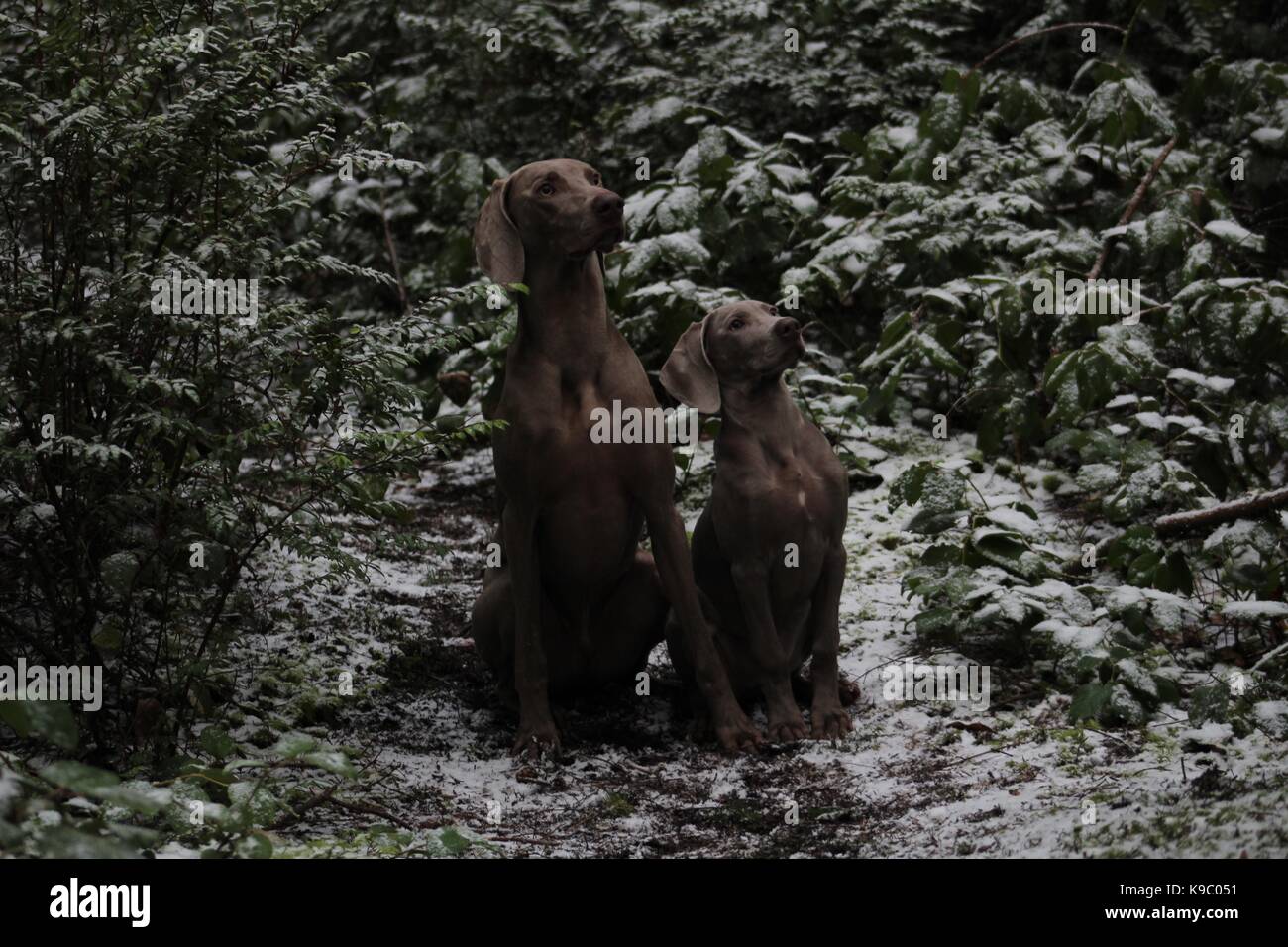 weims on point Stock Photo - Alamy