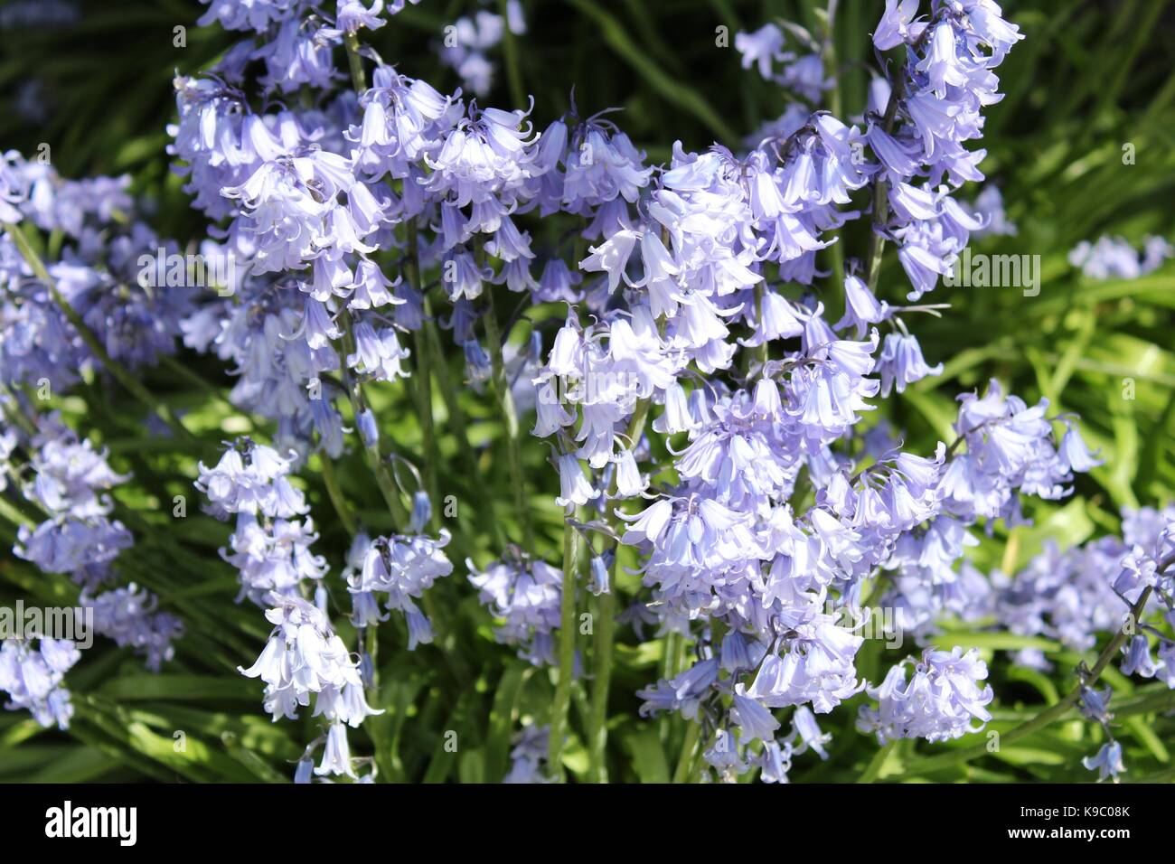 Blue bells hi-res stock photography and images - Alamy