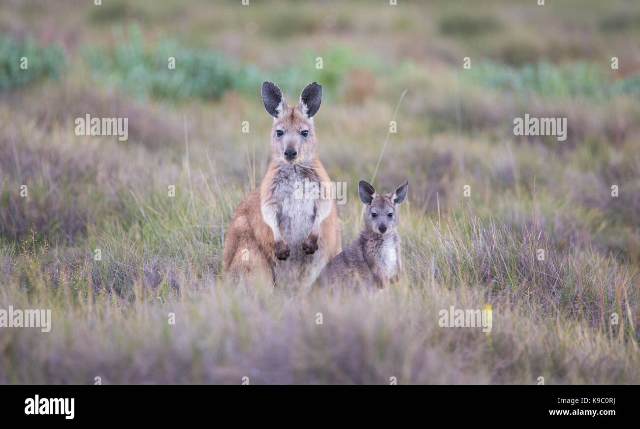 Baby Wallaroo
