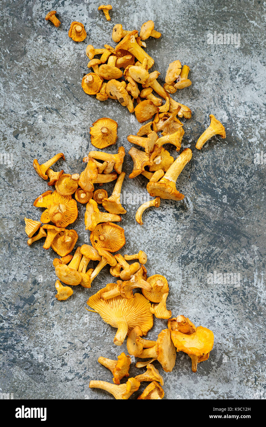 Heap of fresh uncooked forest mushrooms chanterelle over gray texture ...
