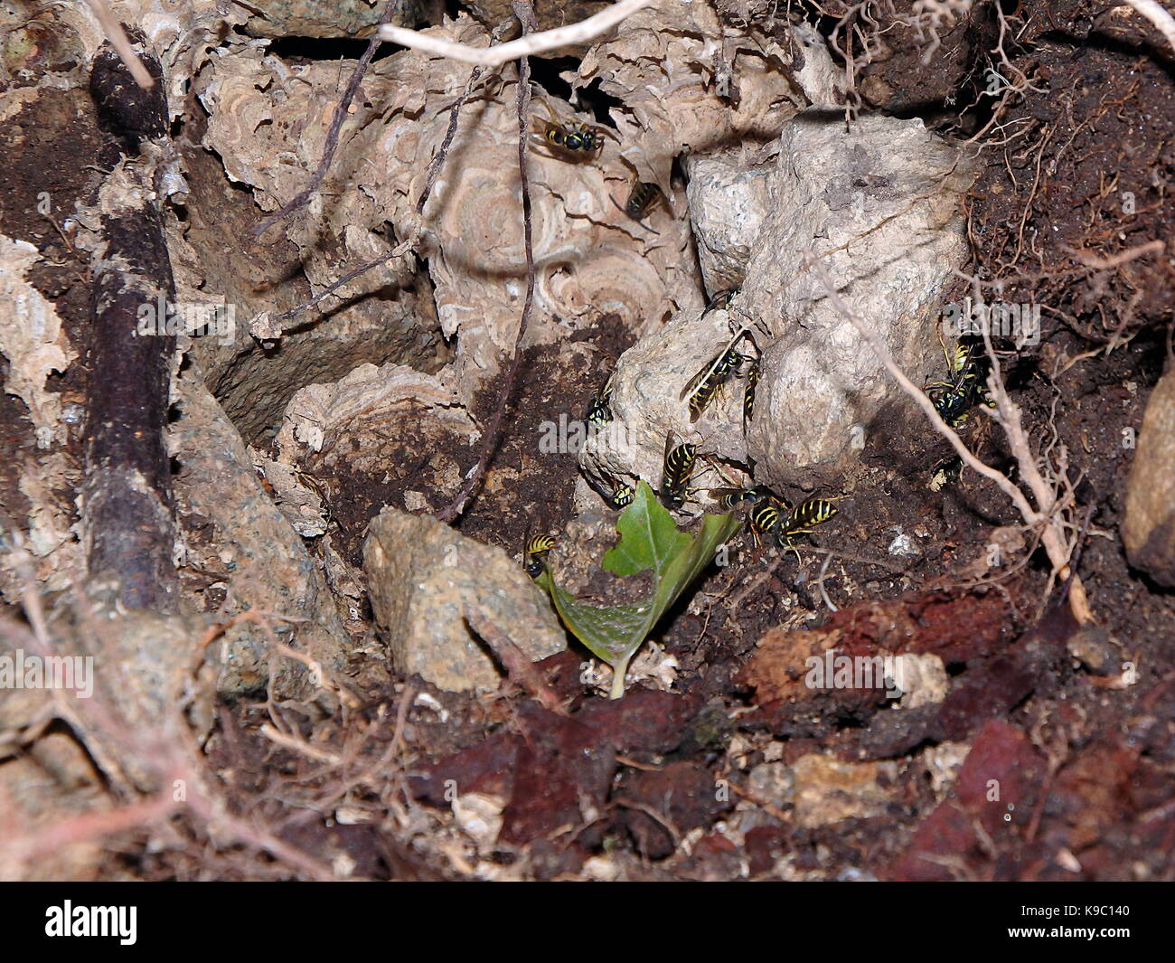 nest of wasps in the soil, Damaged nest of wasps Stock Photo - Alamy