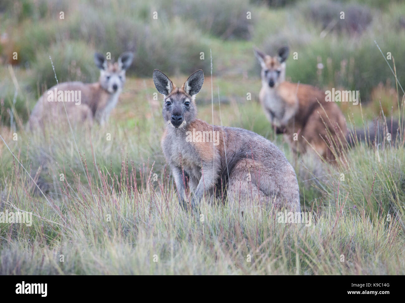 Common Wallaroo (Macropus robustus), Flinders Ranges, South Australia ...