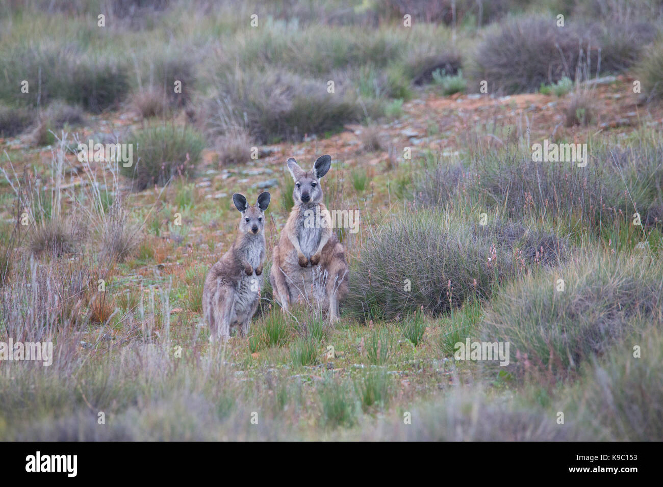Common Wallaroo (Macropus robustus), Flinders Ranges, South Australia ...