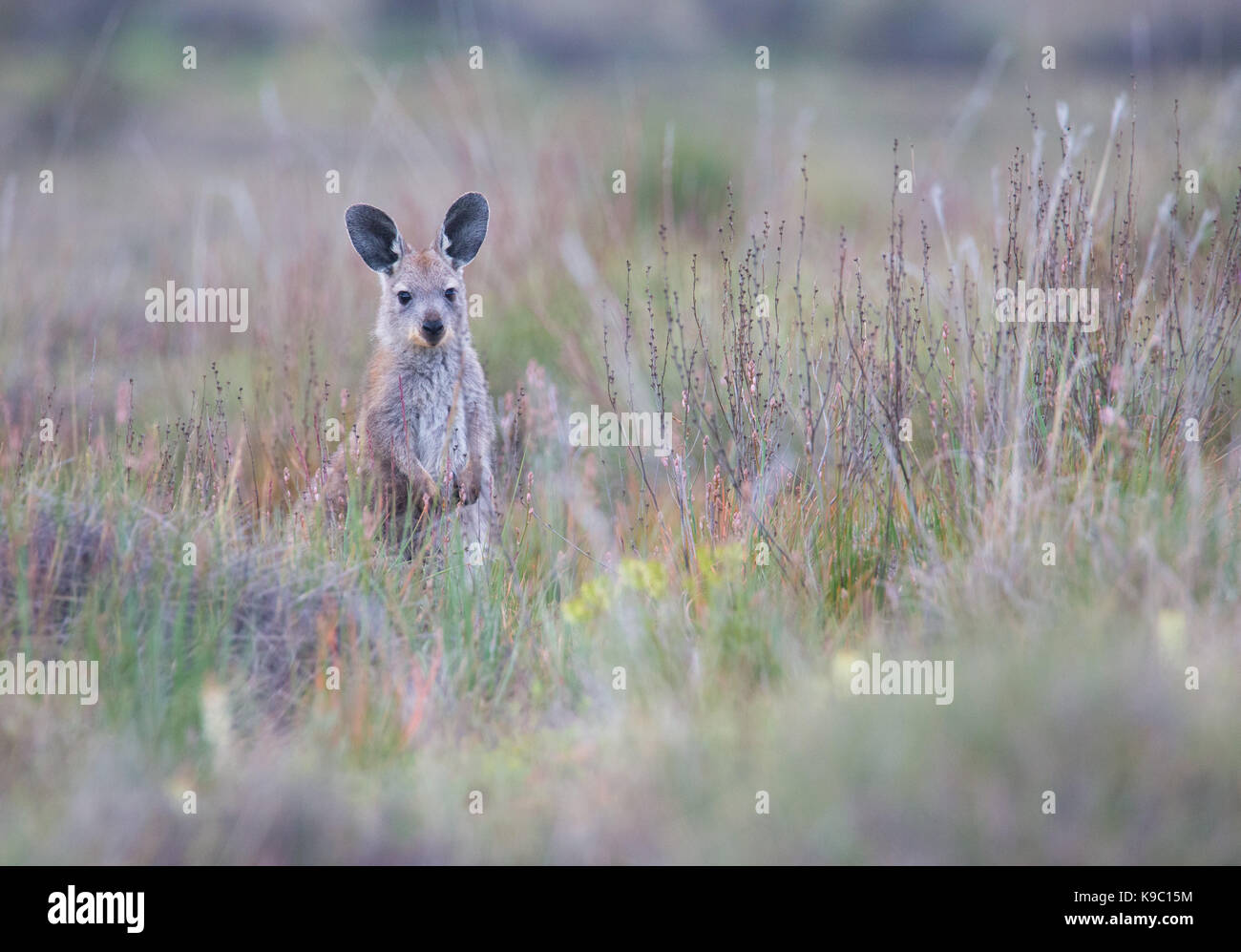 Common Wallaroo (Macropus robustus), Flinders Ranges, South Australia ...