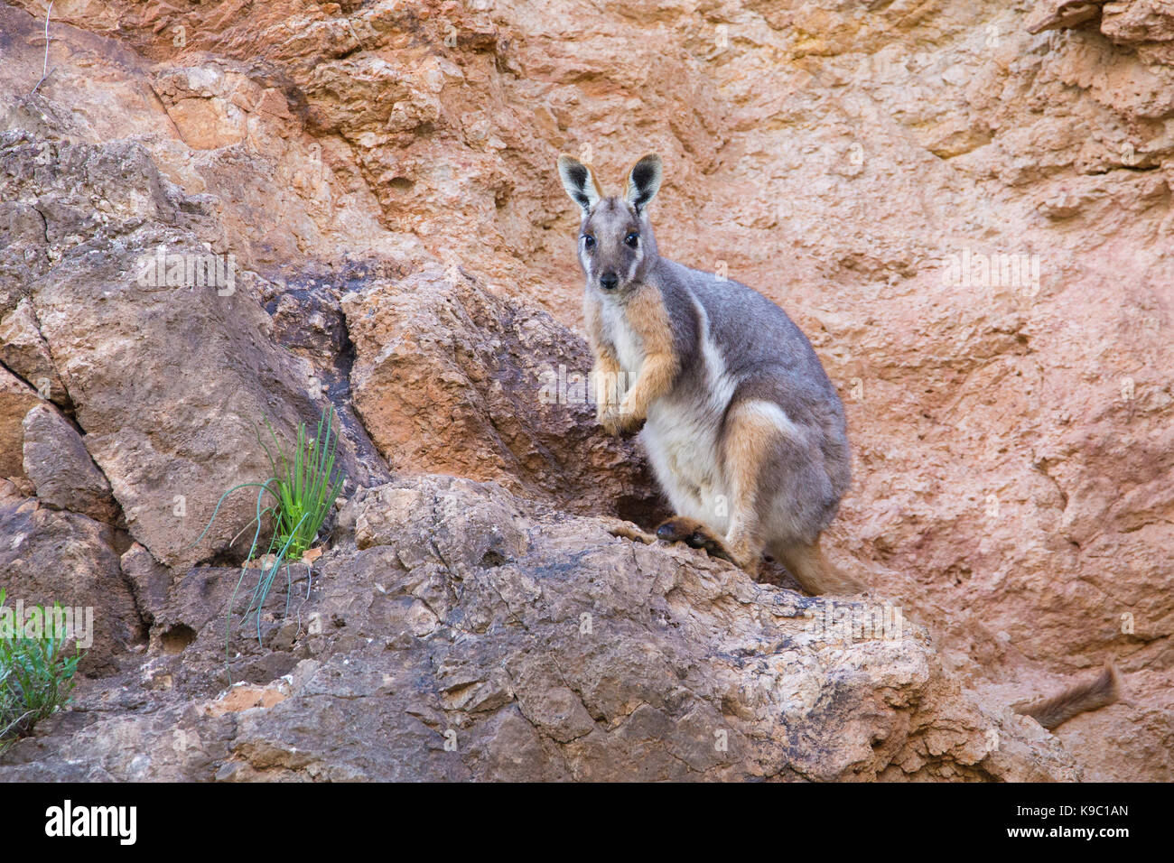 Yellow-footed Rock-wallaby (Petrogale xanthopus) on a rocky ledge in ...
