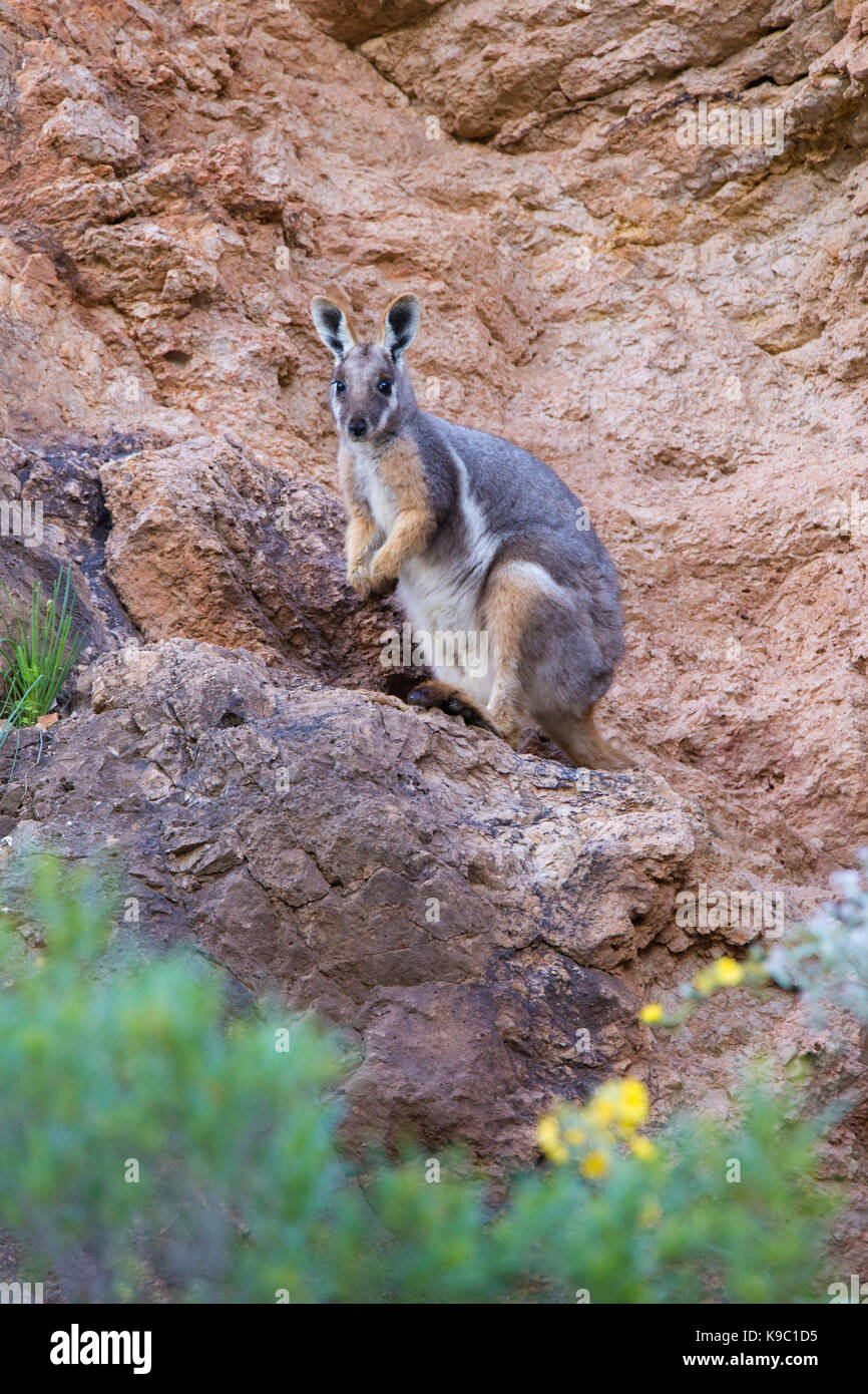 Yellow-footed Rock-wallaby (Petrogale xanthopus) on a rocky ledge in ...