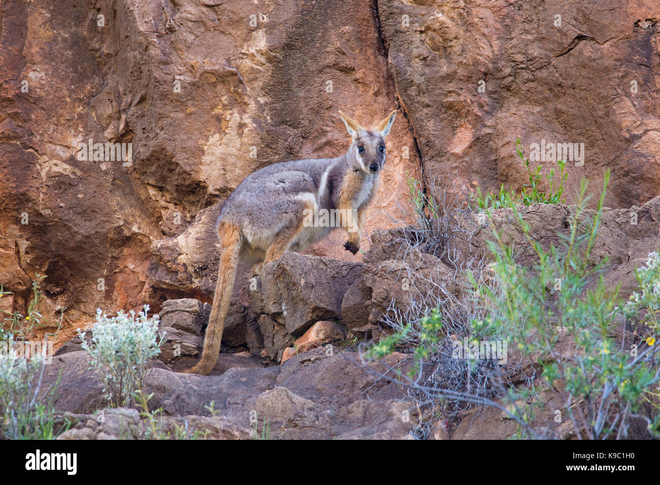 Yellow-footed Rock-wallaby (Petrogale xanthopus) on a rocky ledge in ...