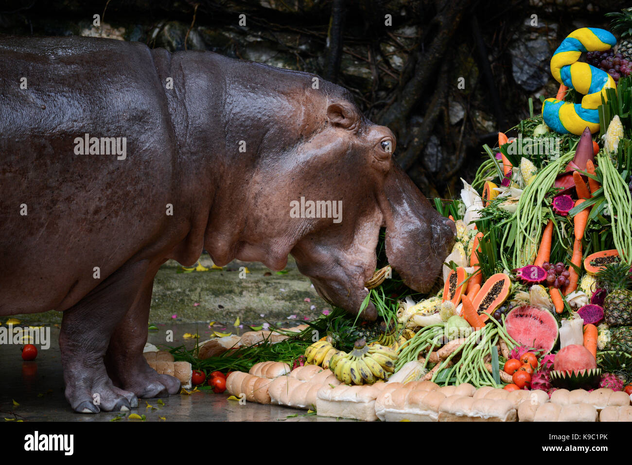 Bangkok, Thailand. 22nd Sep, 2017. Mali the hippopotamus eats fruits ...