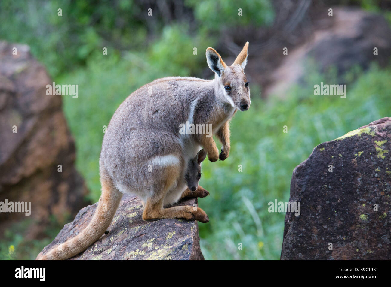 Yellow-footed Rock-wallaby (Petrogale xanthopus), Flinders Ranges ...