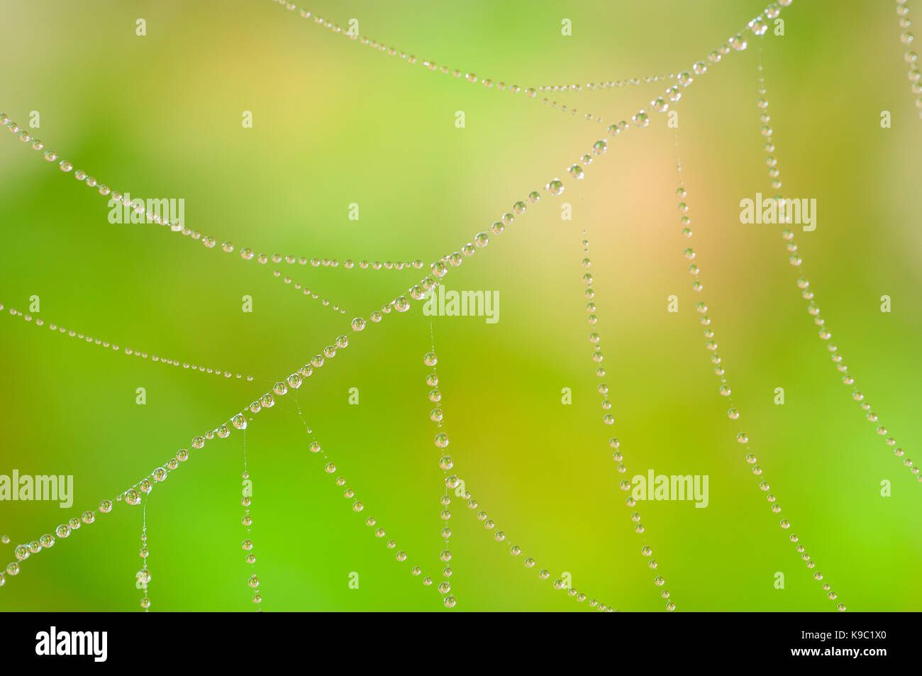 Waterdrops on a spider's web Stock Photo - Alamy