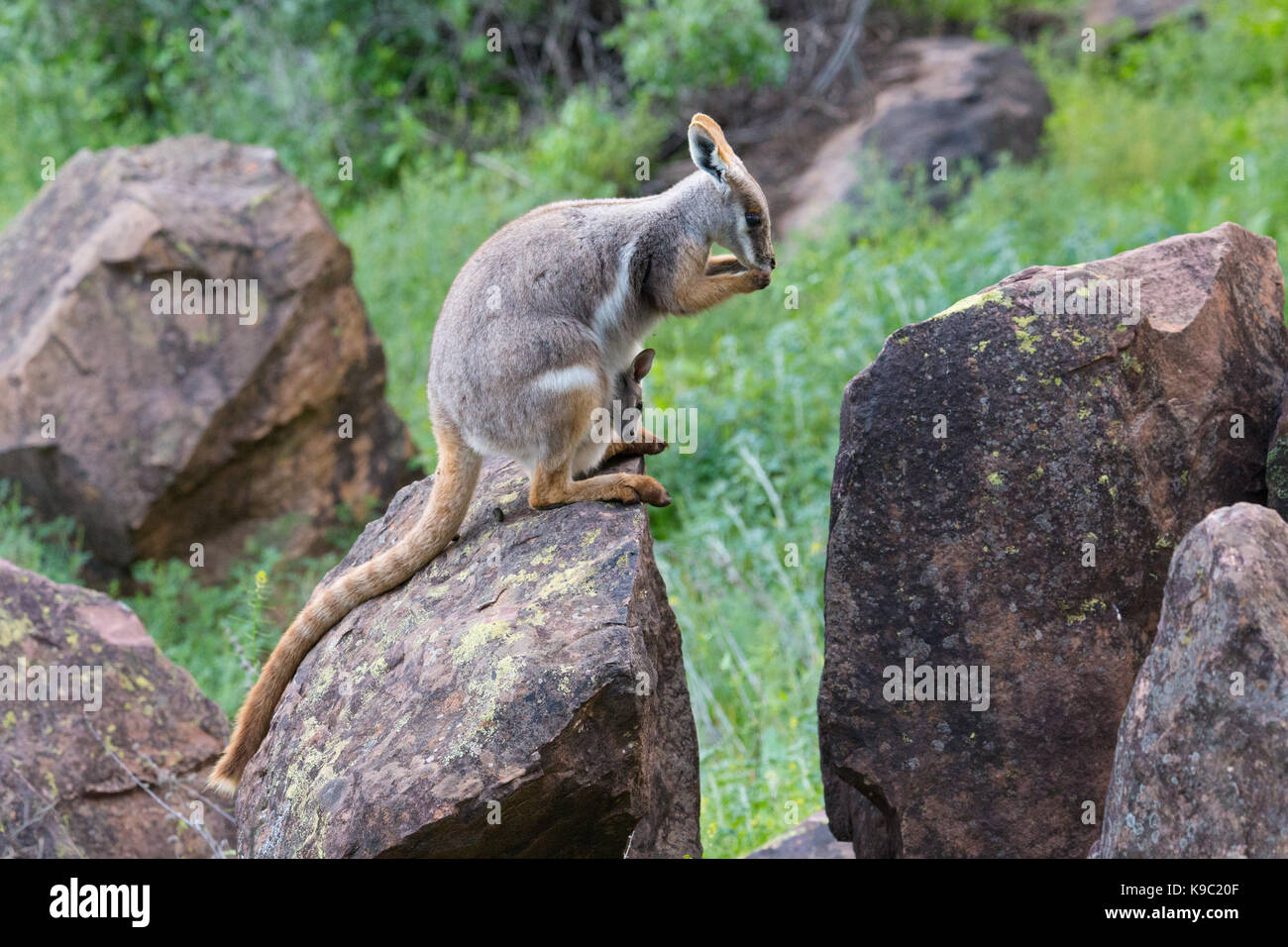 Yellow-footed Rock-wallaby (Petrogale xanthopus), Flinders Ranges ...