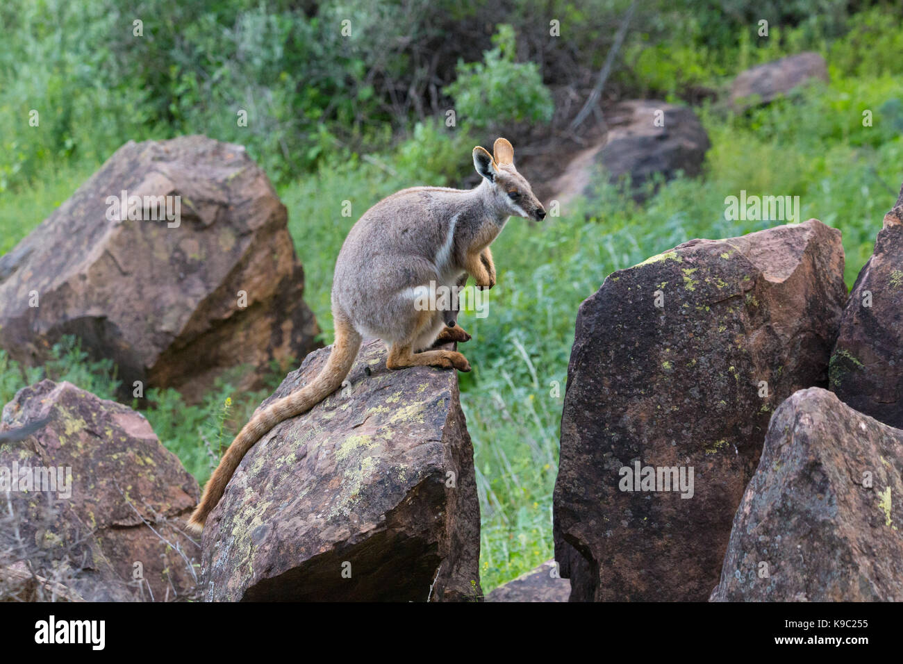 Yellow-footed Rock-wallaby (Petrogale xanthopus), Flinders Ranges ...