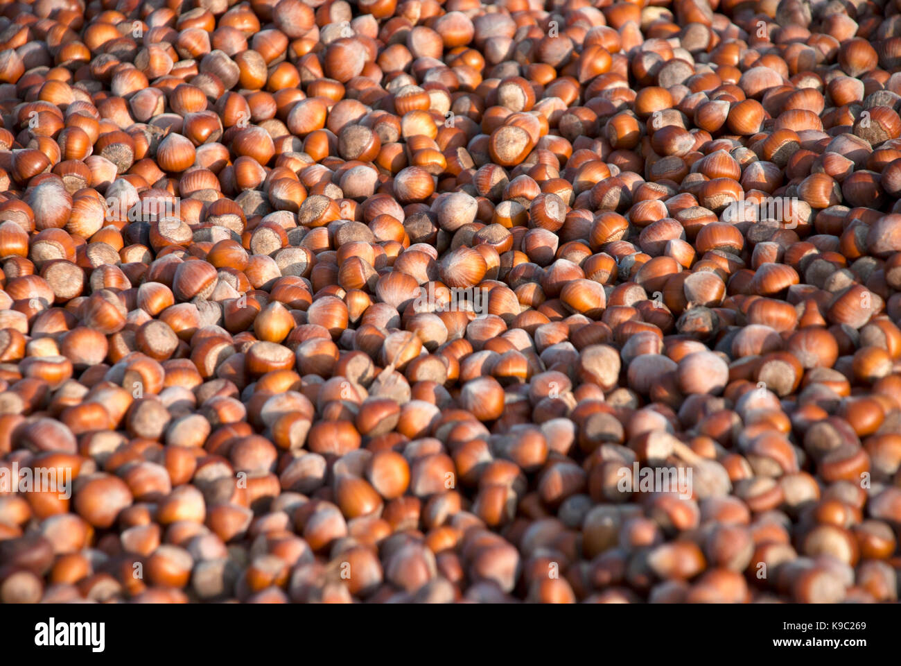 Hazelnut tree turkey hi-res stock photography and images - Alamy