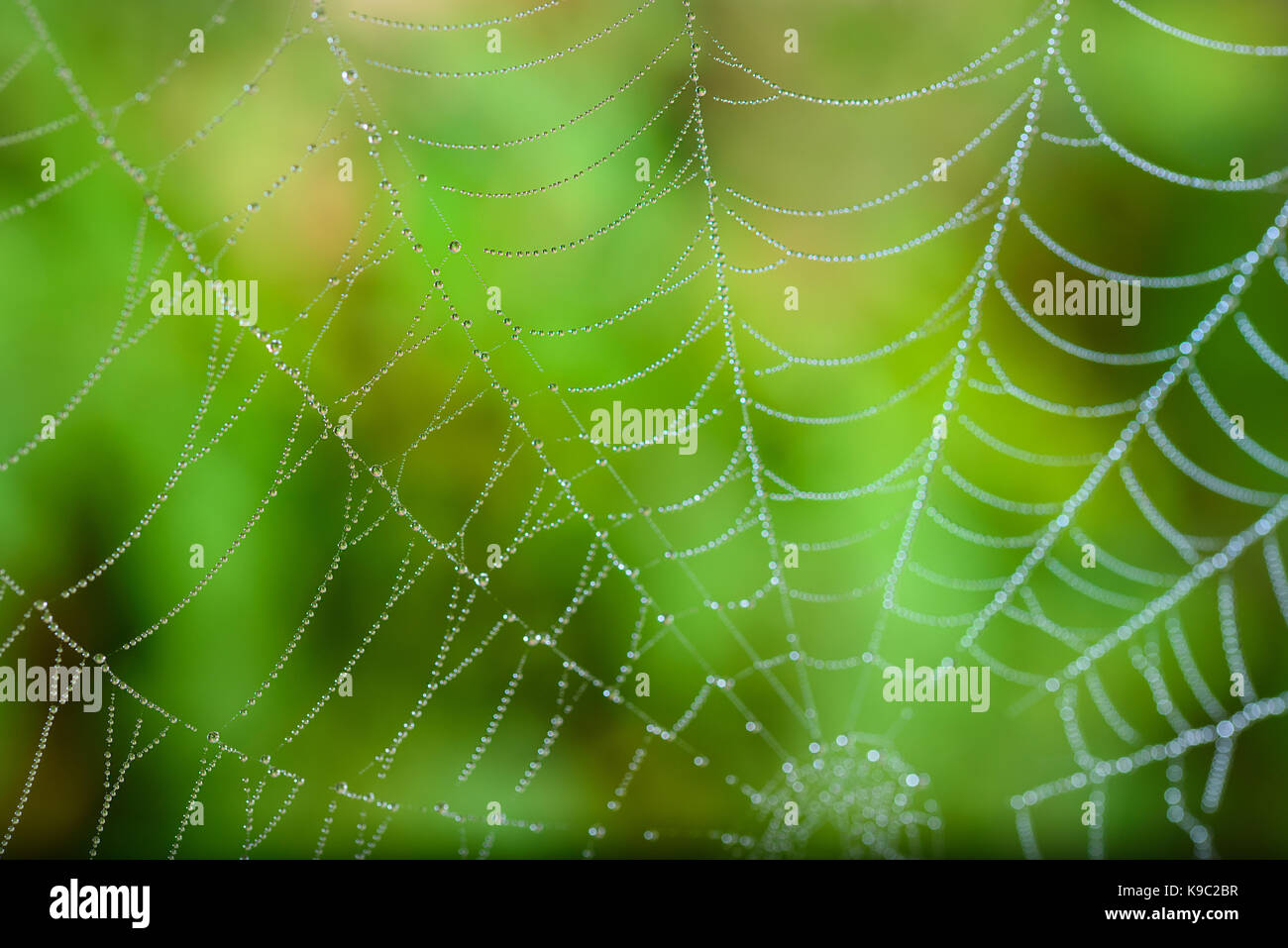 Spider web with water drops Stock Photo - Alamy