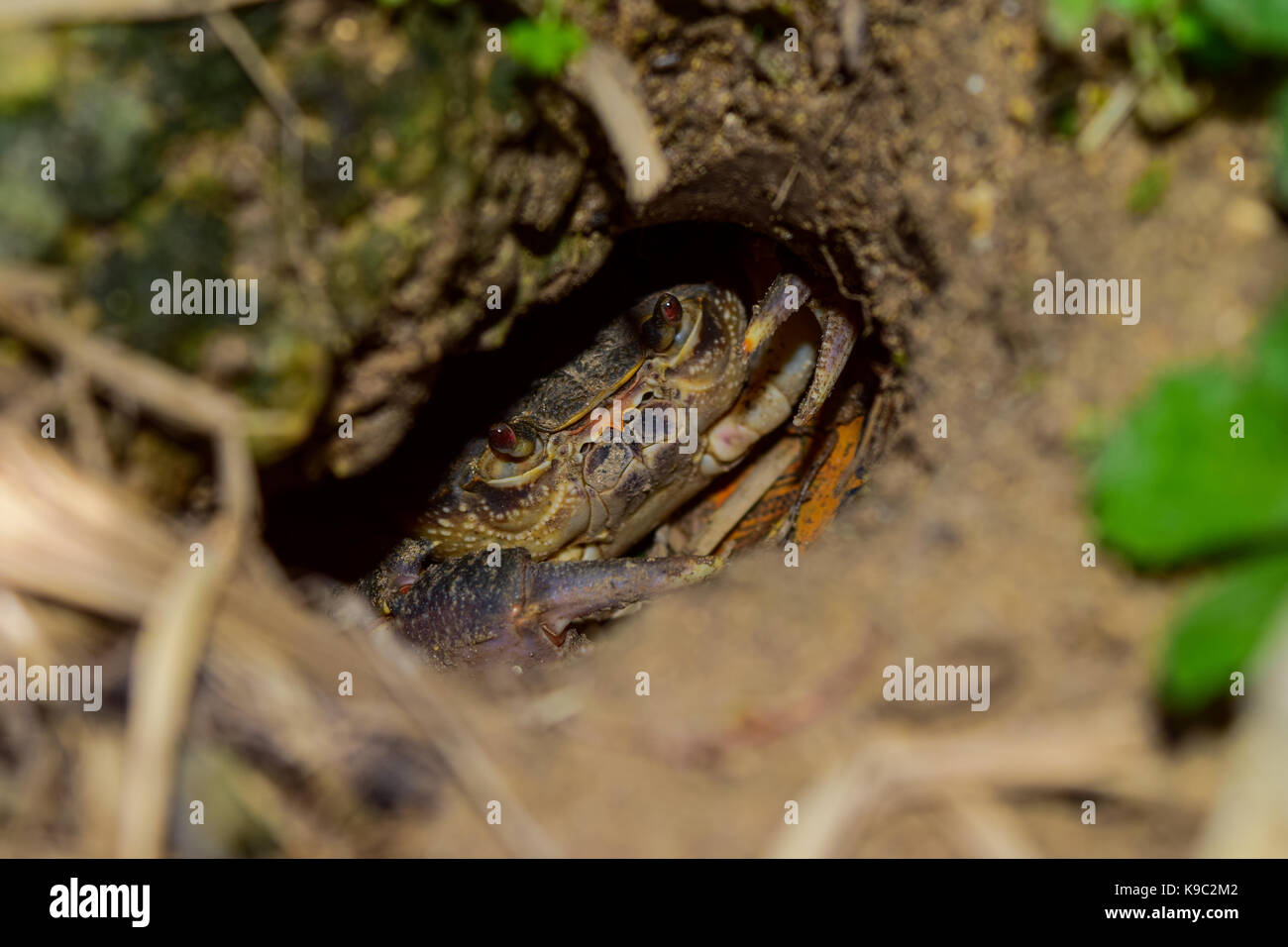 Strong crab claws hi-res stock photography and images - Alamy