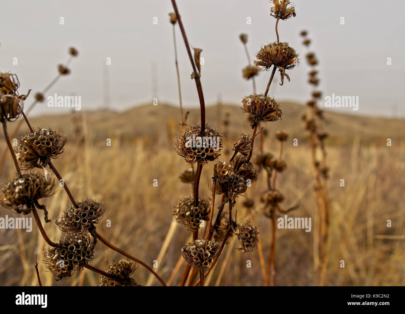 Dry autumn plants. Autumn plants. Dry plants. Autumn background. Fall ...