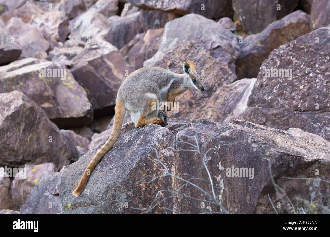 Yellow-footed Rock-wallaby (Petrogale xanthopus), Flinders Ranges ...