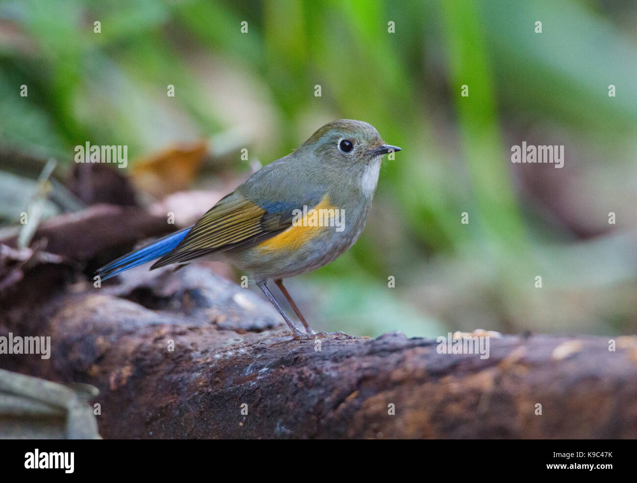 Female Himalayan Bluetail (Tarsiger rufilatus) also know as Orange ...
