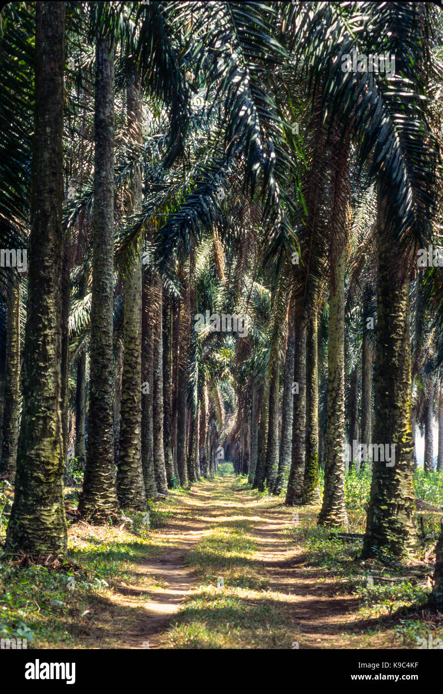 Bingerville, Ivory Coast, Cote d'Ivoire. A Palm-lined Country Lane ...