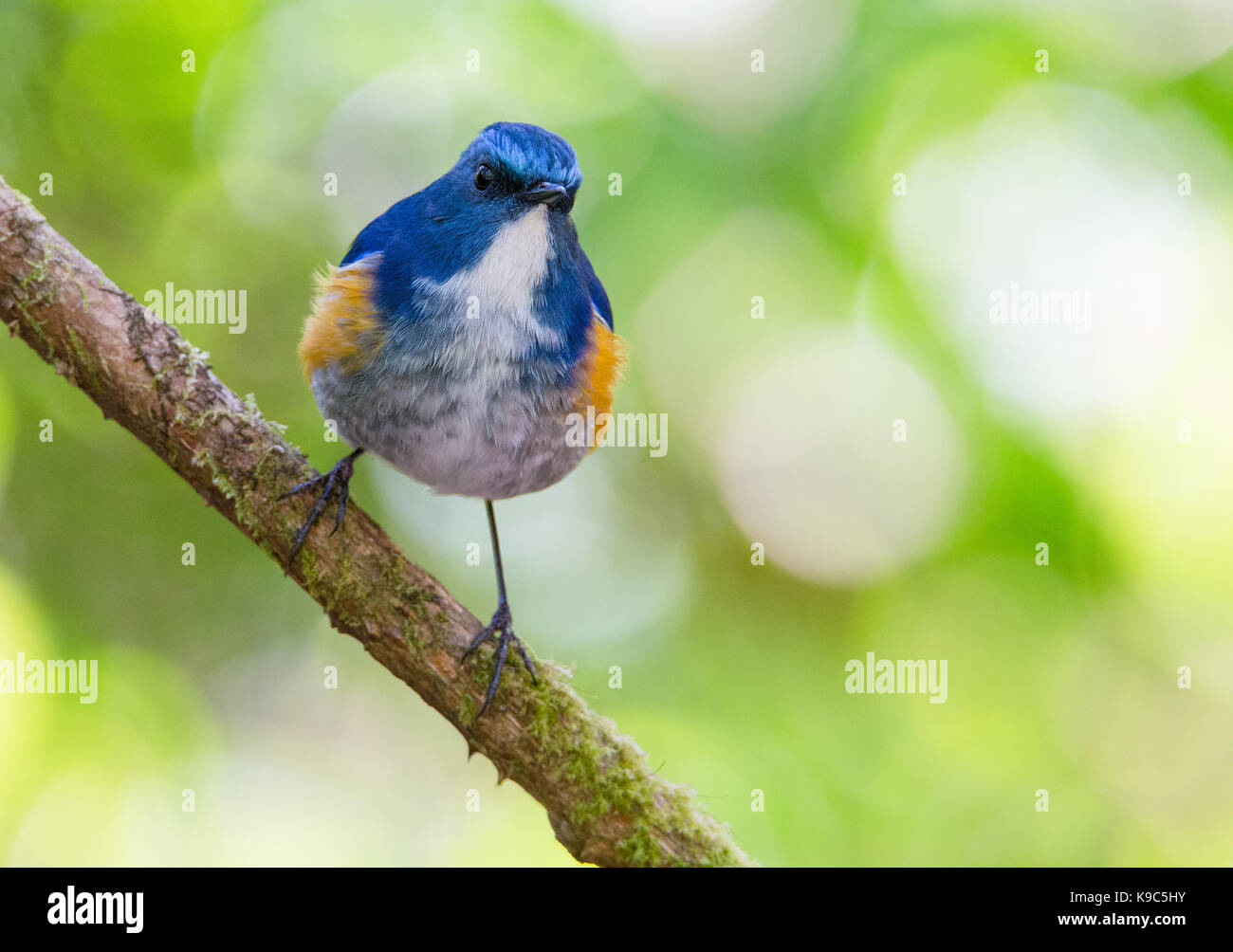 Male Himalayan Bluetail (Tarsiger rufilatus) also know as Orange ...