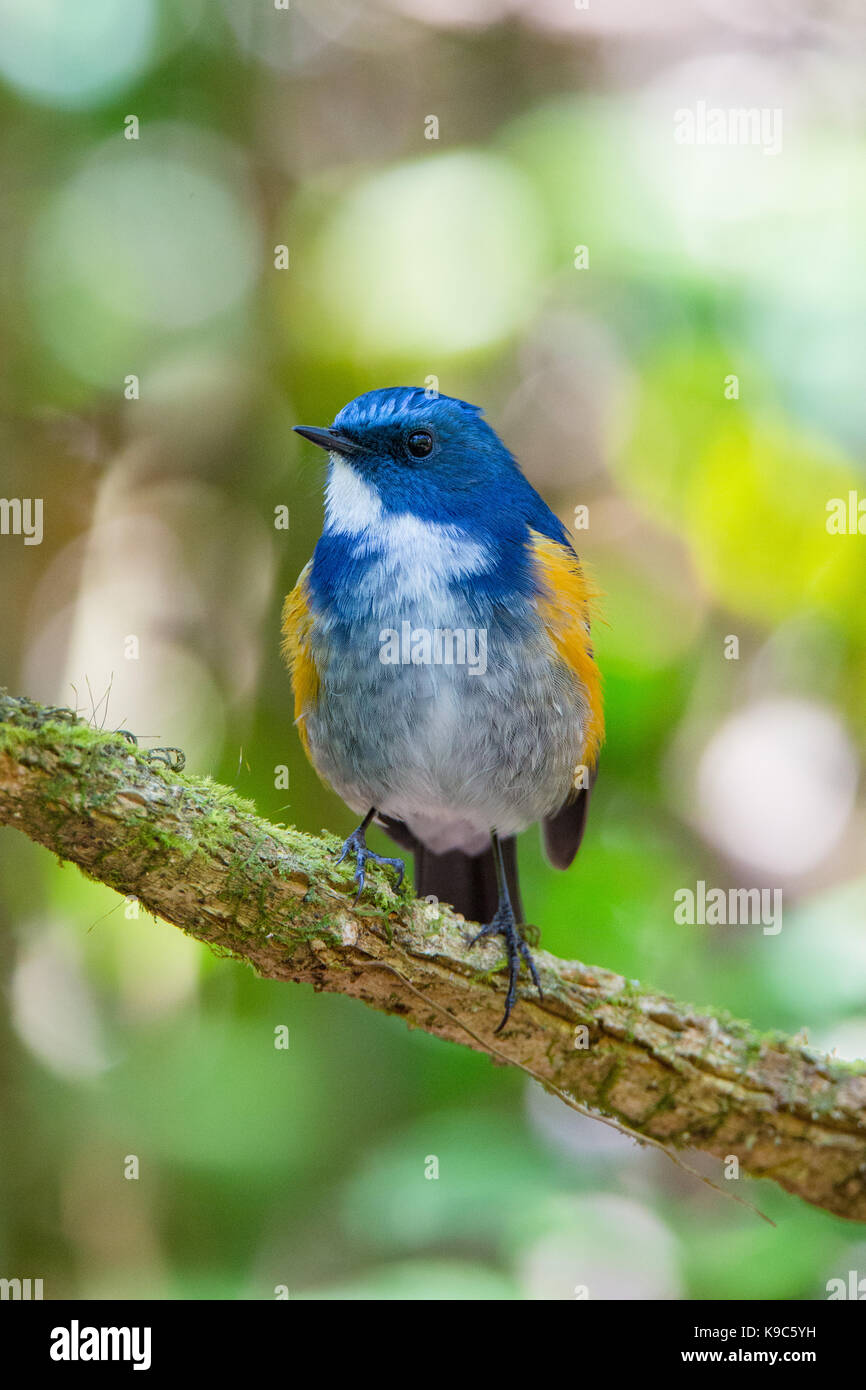 Male Himalayan Bluetail (Tarsiger rufilatus) also know as Orange ...