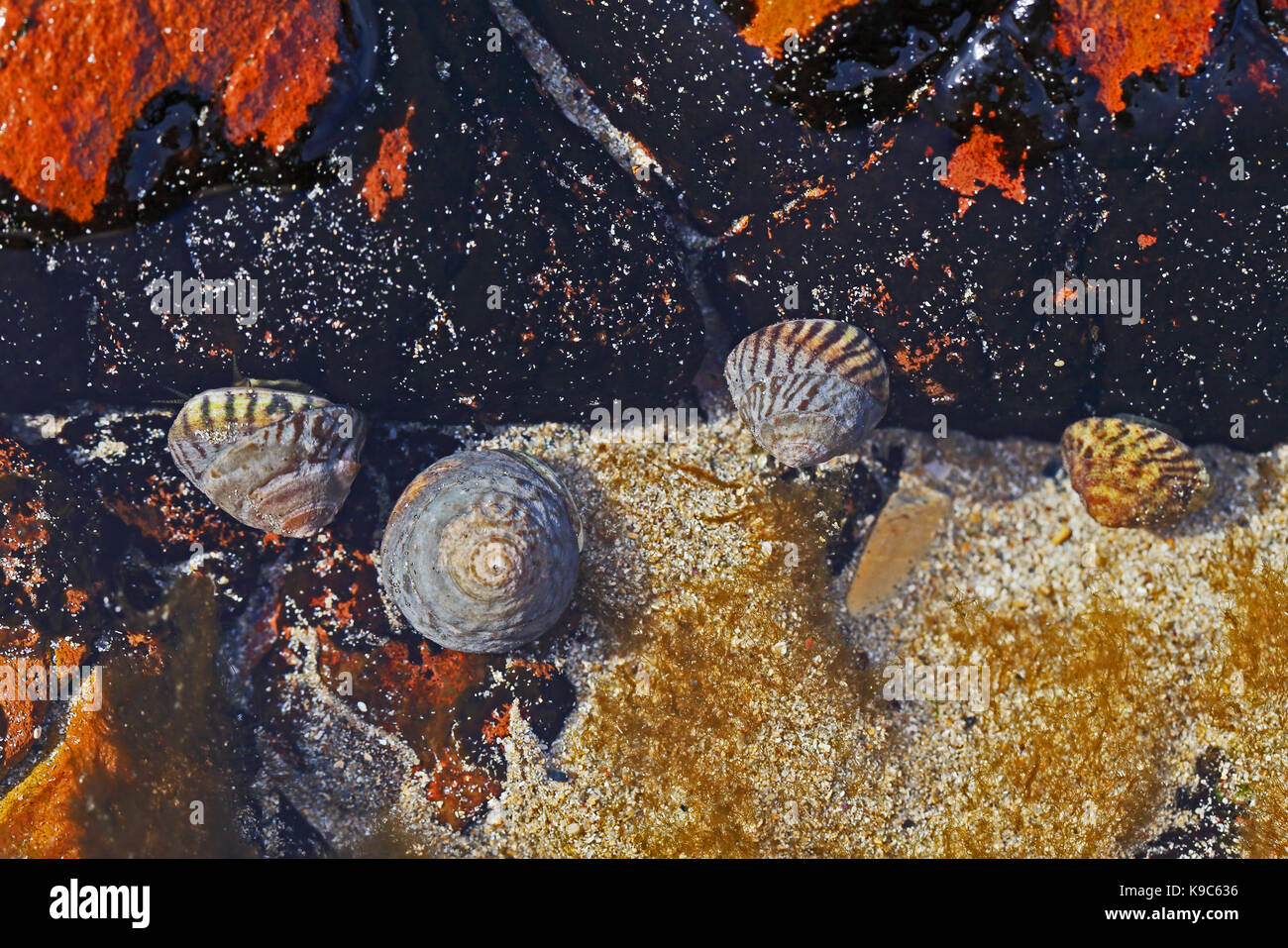 Shells on Rocks Stock Photo - Alamy
